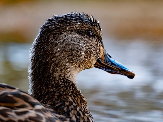 Duck Bird Feathers - Free photo on Pixabay