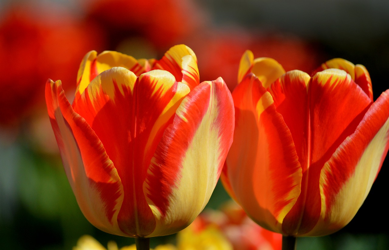 Tulips Flower Plant Spring - Free photo on Pixabay