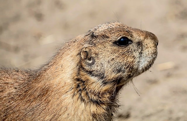 Prairie Dog Cute Wildlife - Free photo on Pixabay