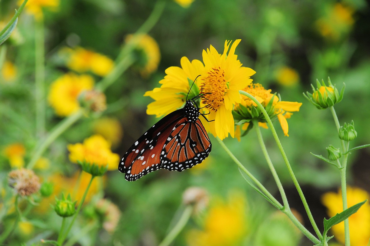 Butterfly Nature Insect - Free photo on Pixabay
