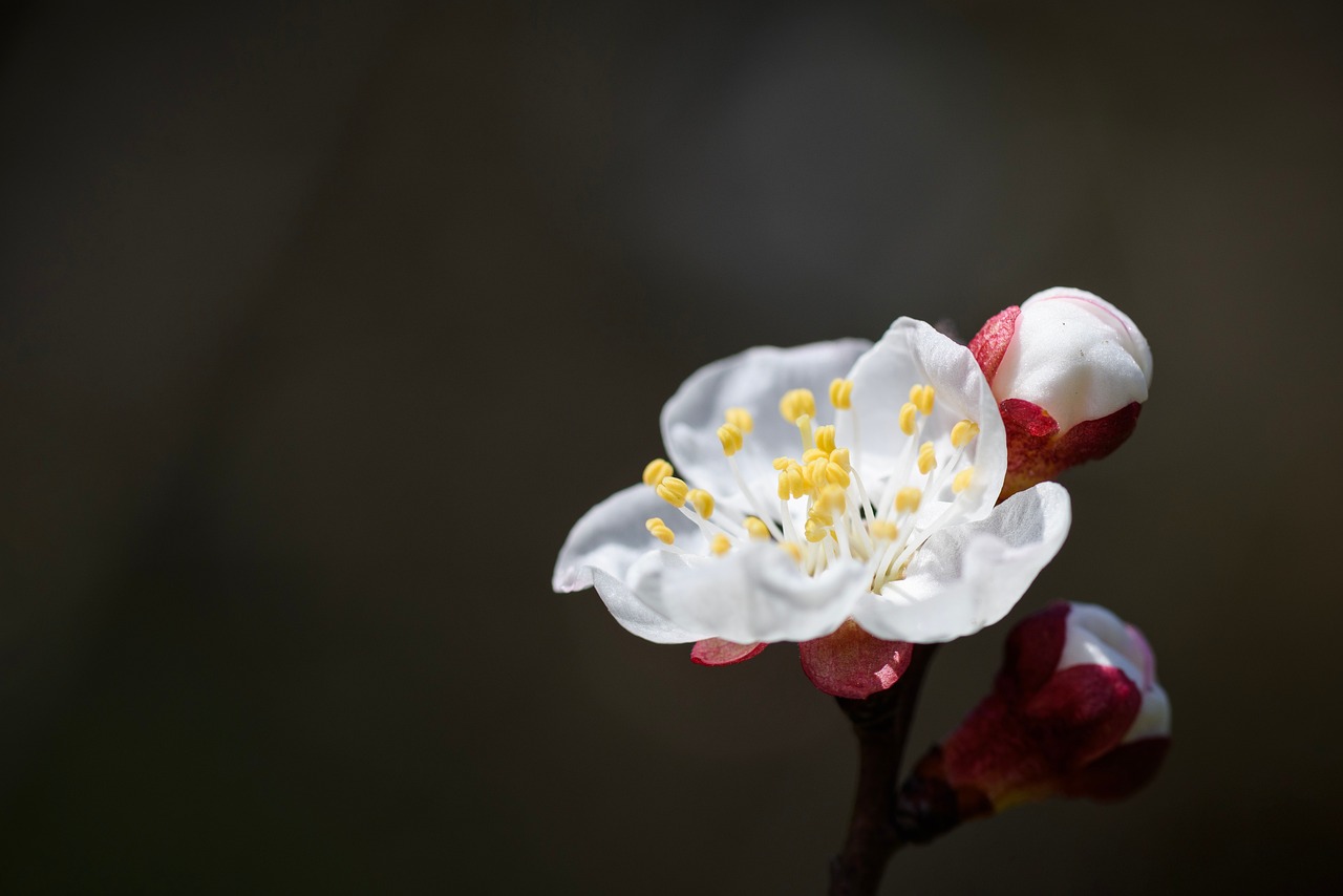 Apricot Flower Flowers Stamen - Free photo on Pixabay