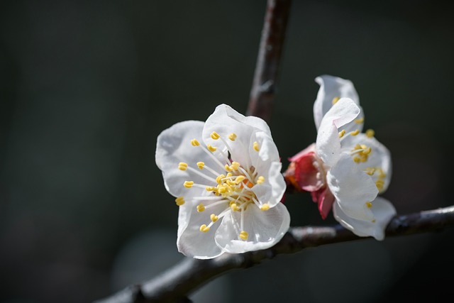 Apricot Flower Flowers Stamen - Free photo on Pixabay