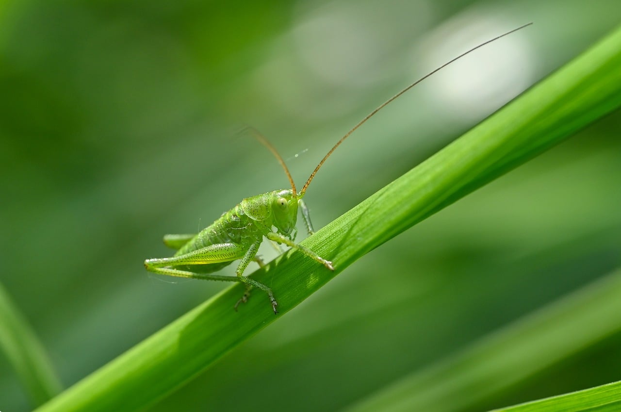 3,000+ Free Grasshoppers & Insect Images - Pixabay