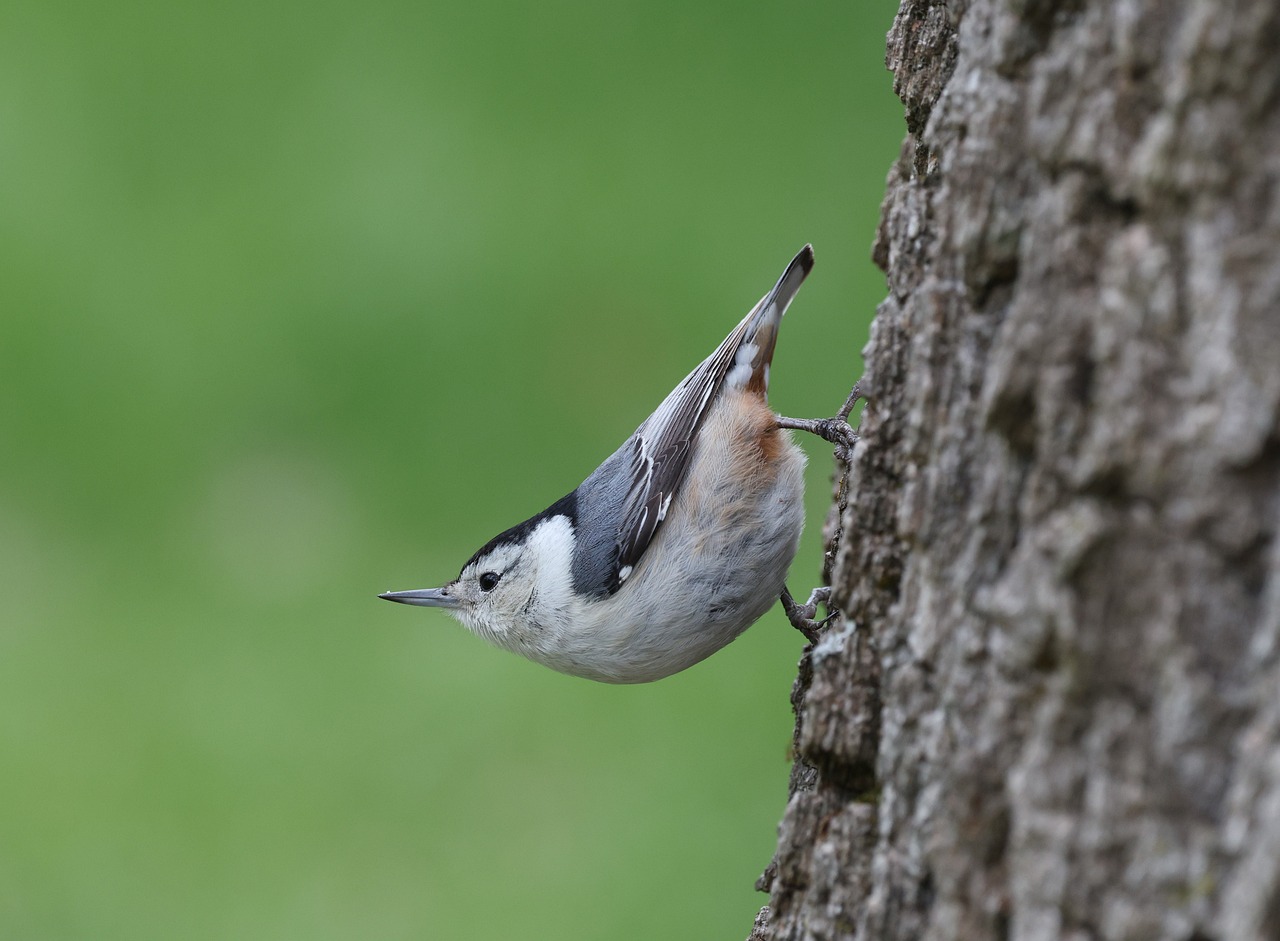 White-Breasted Nuthatch - Free photo on Pixabay