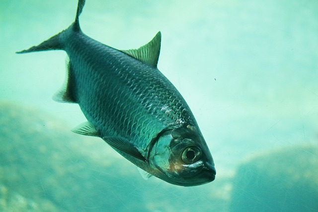 Silvery Fish Marine Aquarium - Free photo on Pixabay