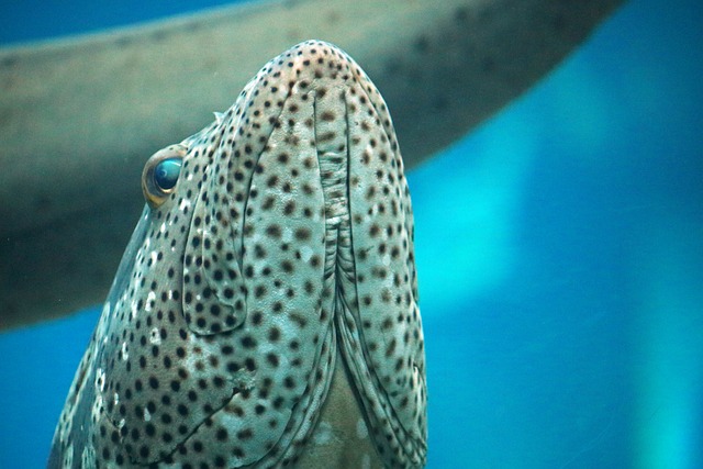 Fish Spotted Malabar Grouper - Free photo on Pixabay