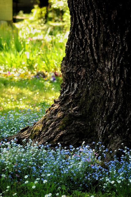 The Nature Spring Garden - Free photo on Pixabay