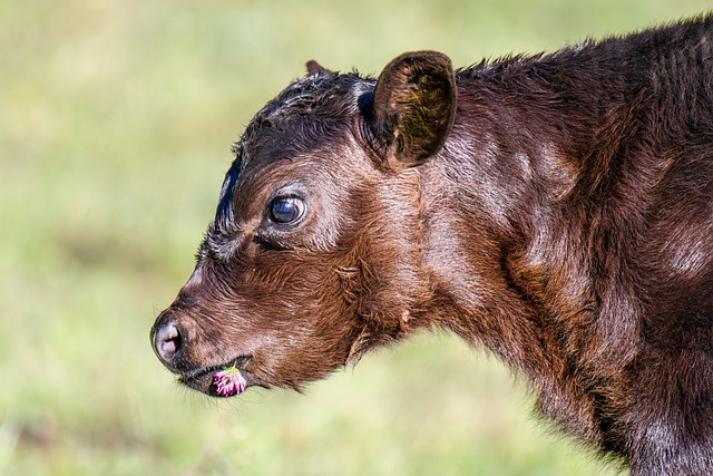 Calf Cow Nature - Free photo on Pixabay