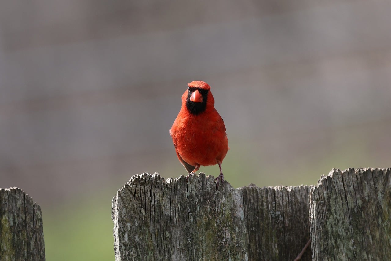 Northern Cardinal Bird - Free photo on Pixabay