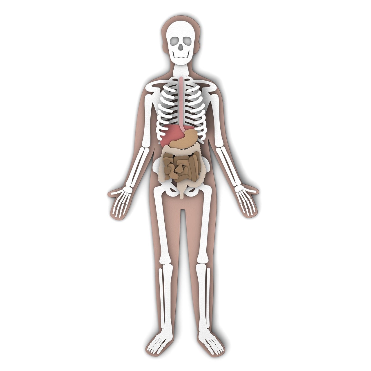 8,000+ Free Intestine Digestive System Anatomy & Anatomy Images - Pixabay