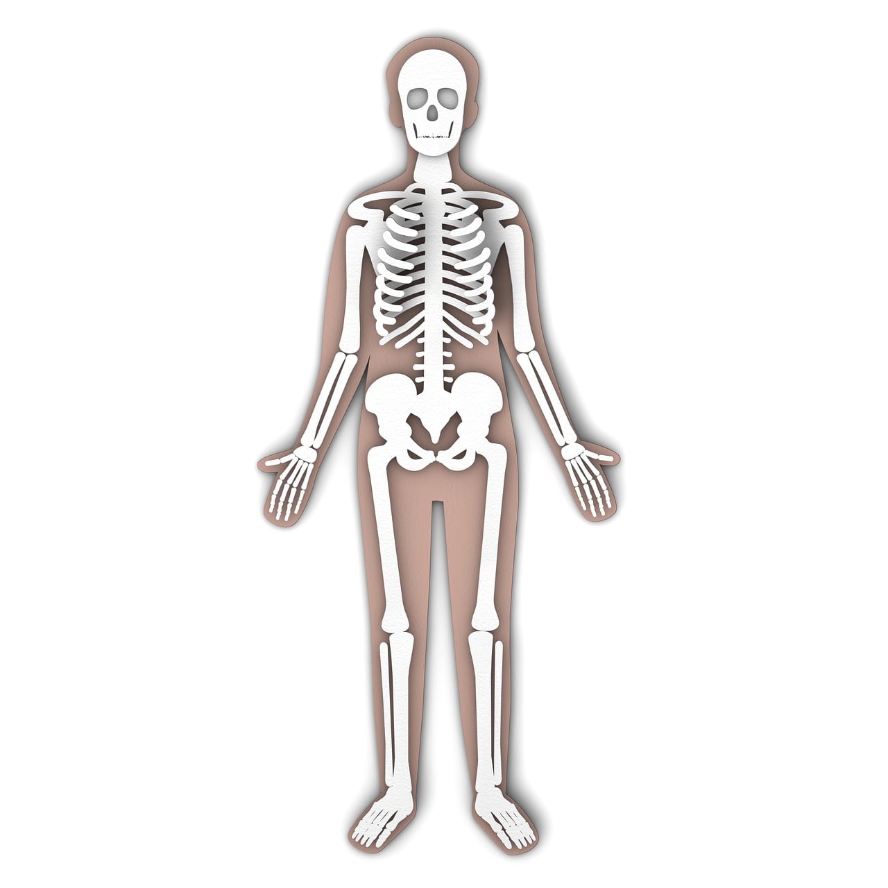 Skeleton Bones Anatomy - Free photo on Pixabay