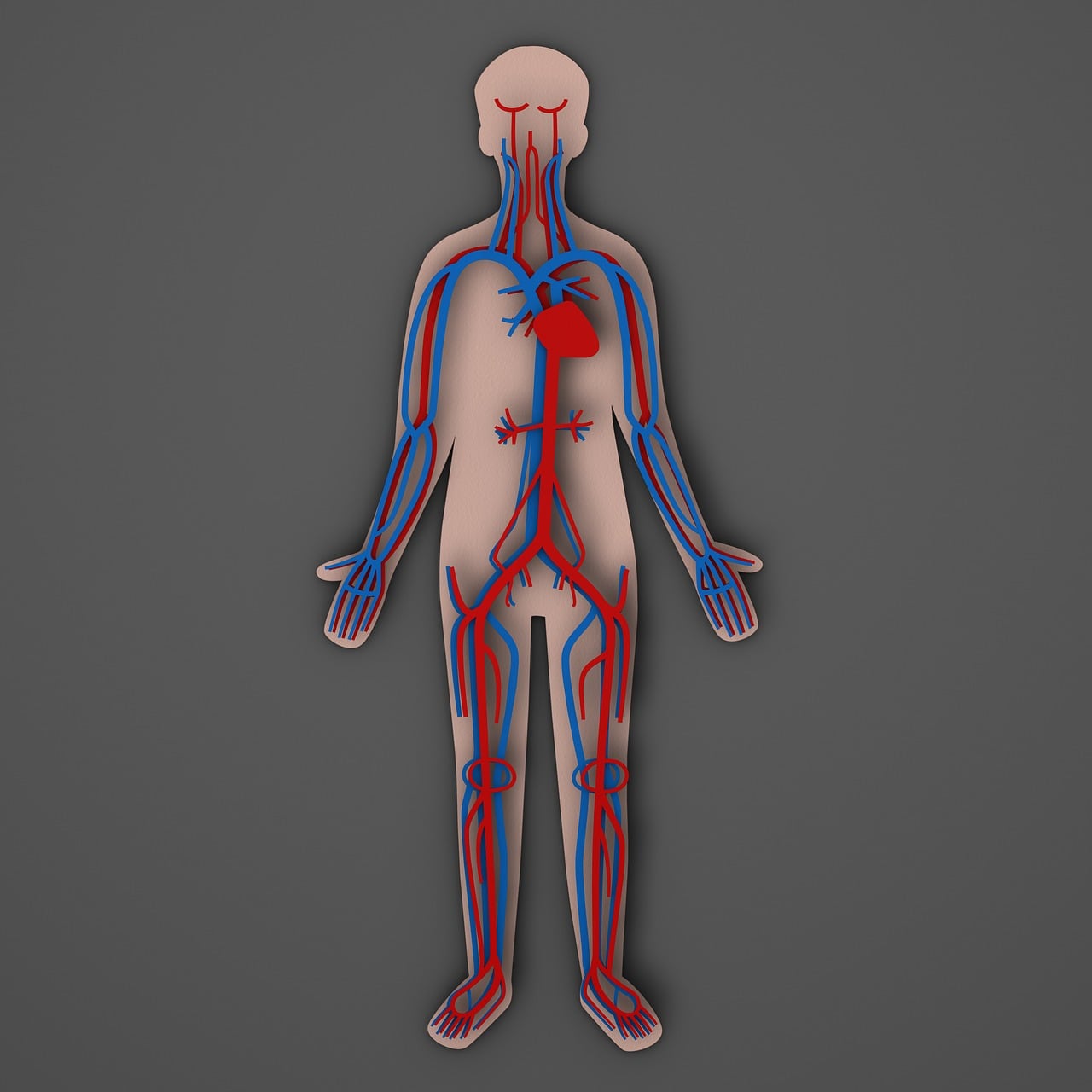 Anatomy Human Artery - Free photo on Pixabay