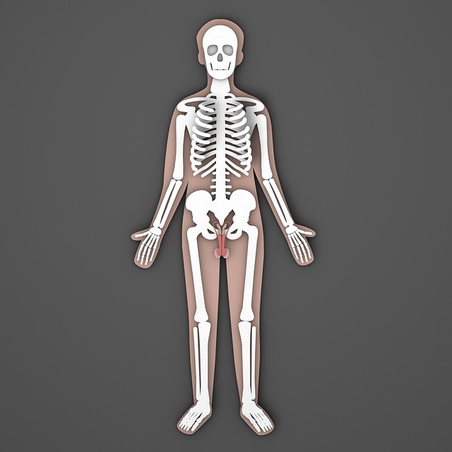 Download Male, Reproductive, System. Royalty-Free Stock Illustration ...