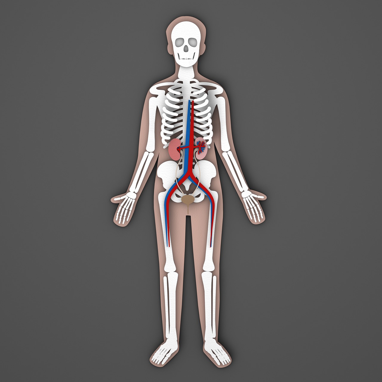 Más de 20 000 imágenes gratis de La Vejiga Cuerpo Humano y Cuerpo - Pixabay
