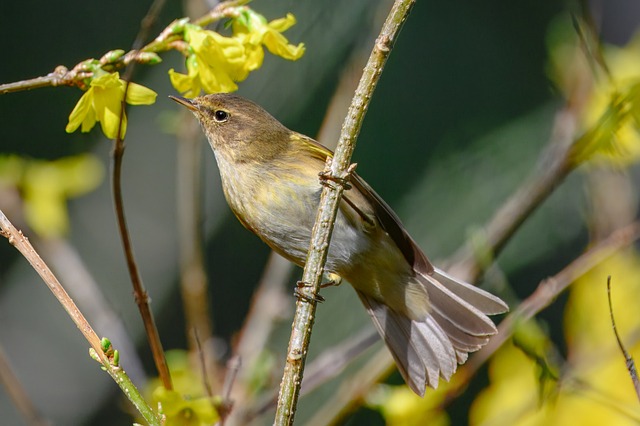 Chiffchaff Bird Wild - Free photo on Pixabay