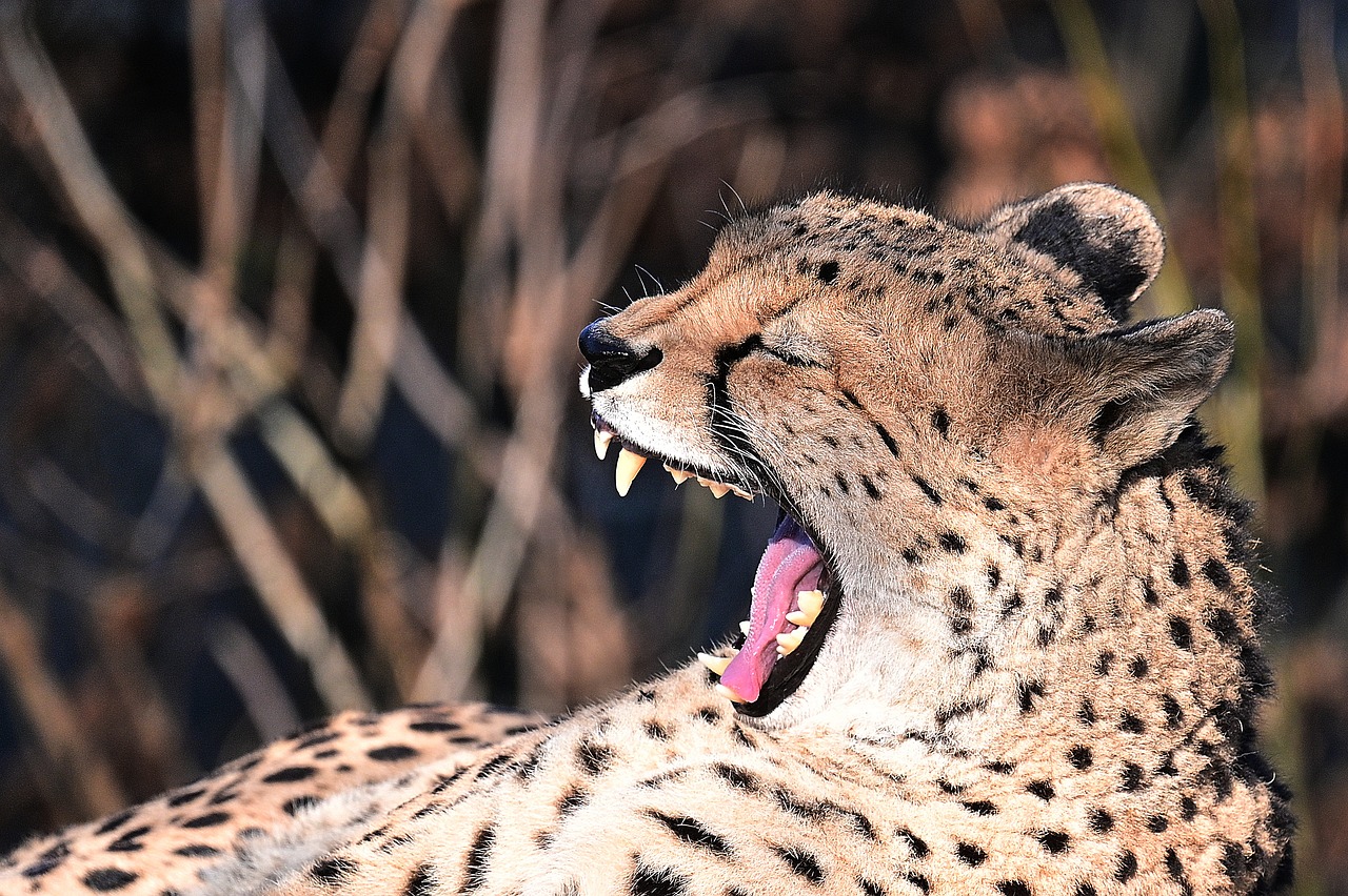 Cheetah Big Cat Yawning - Free photo on Pixabay