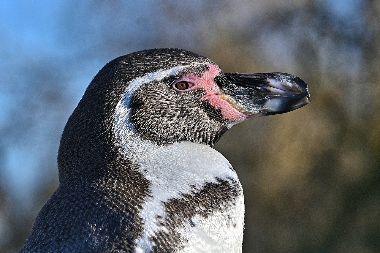 Penguin Head Beak - Free photo on Pixabay