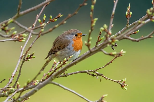Bird Nature Wildlife - Free photo on Pixabay