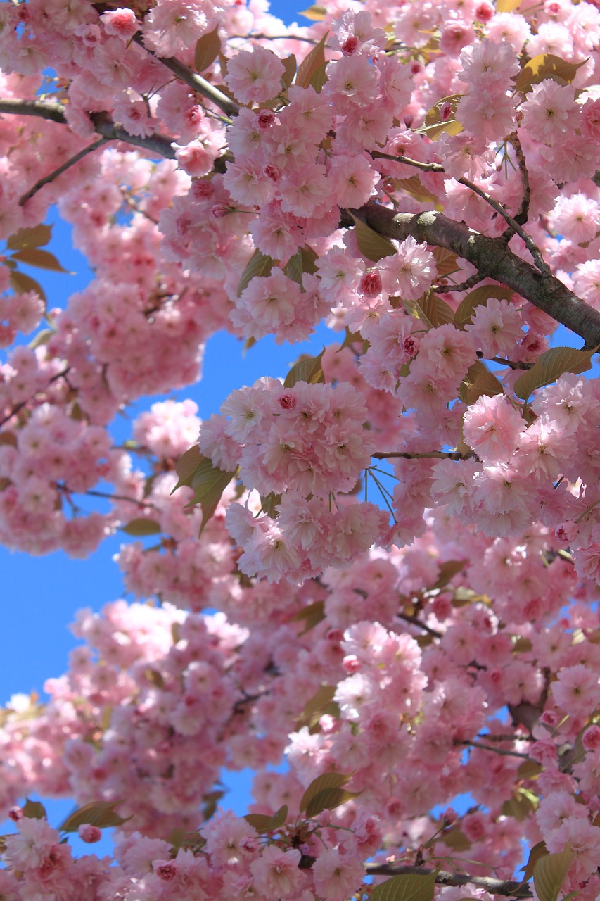 Sakura Nature Blossom - Free photo on Pixabay