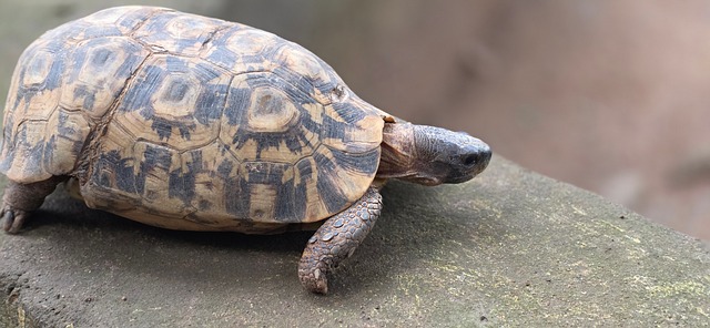 Tortoise Nature Animal - Free photo on Pixabay
