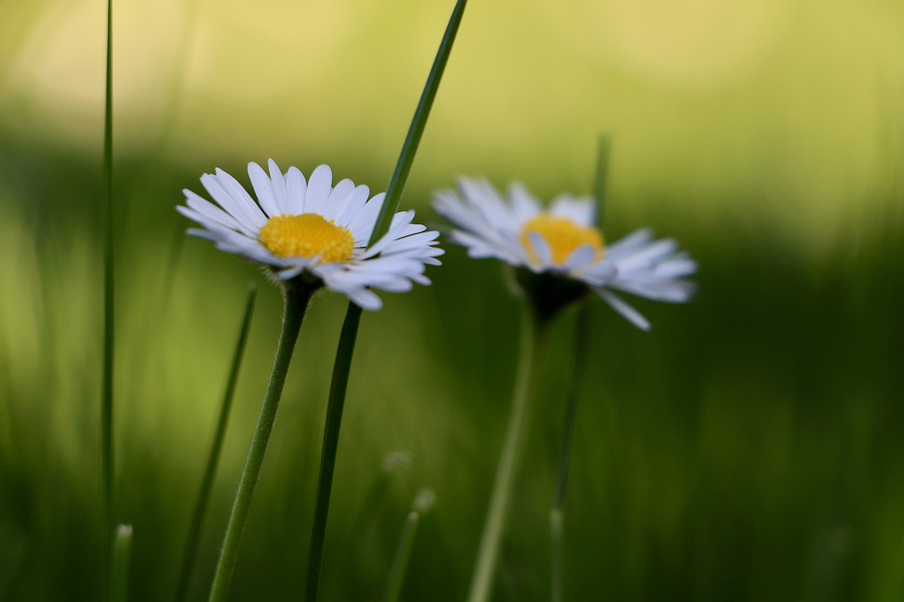 Daisy Meadow Flowers White - Free photo on Pixabay