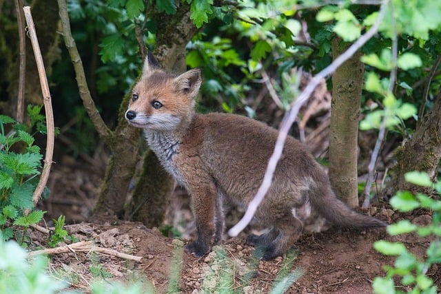 Fox Wild - Free photo on Pixabay