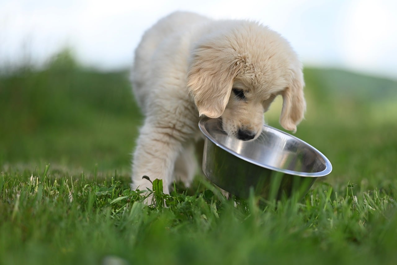 Golden Retriever Azul Ámbar Perro - Foto gratis en Pixabay