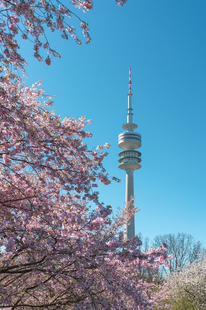 Cherry Blossoms Flowers Petals - Free photo on Pixabay