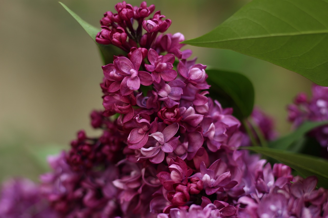 Lilac Flowers Purple - Free photo on Pixabay