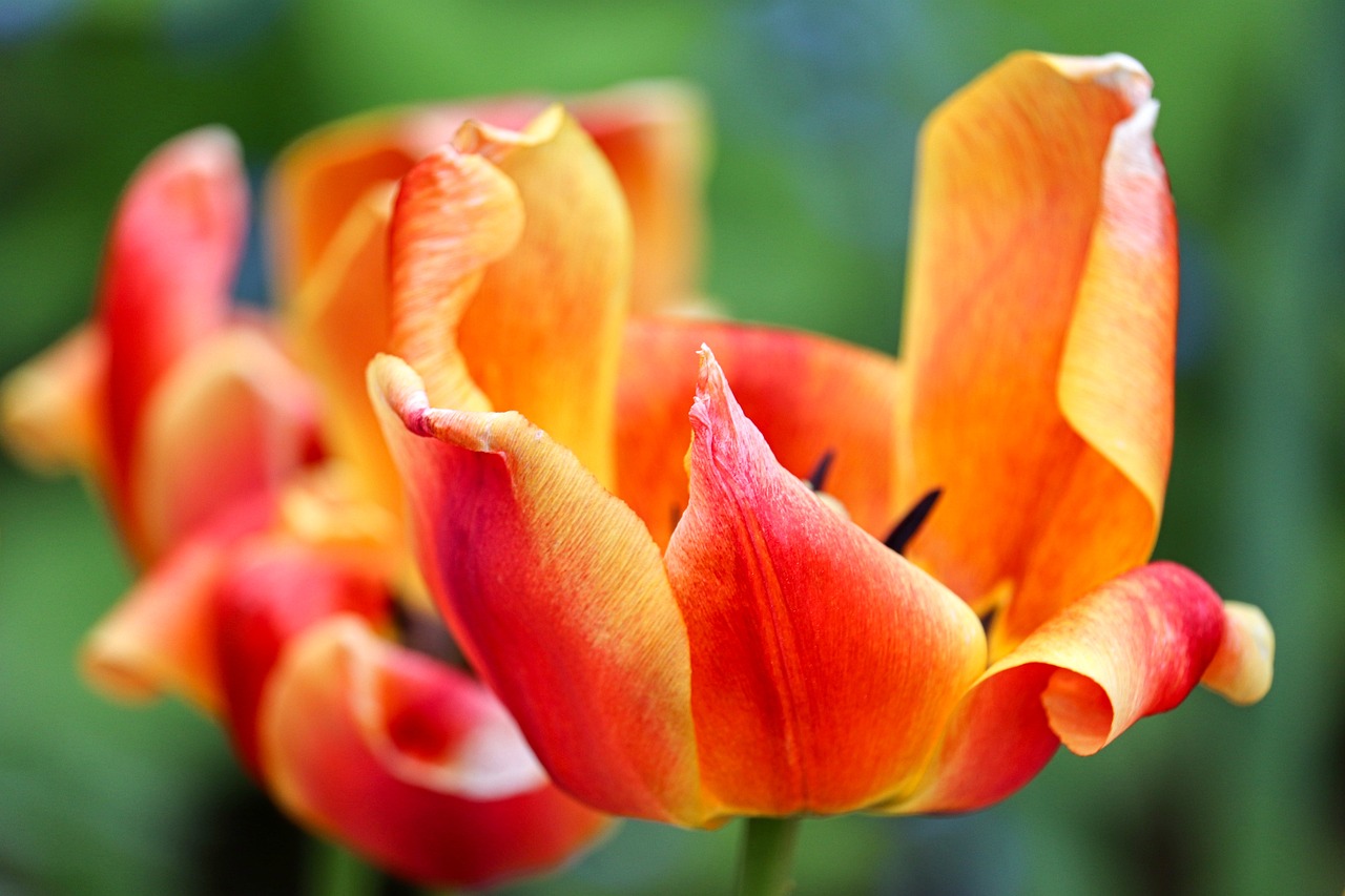 Tulipán Pétalos Flor - Foto gratis en Pixabay