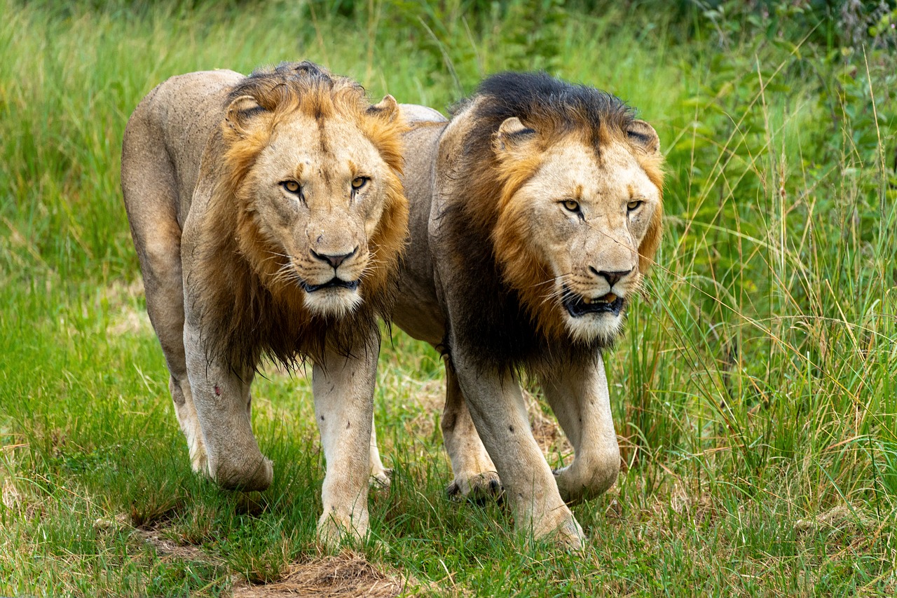Lions Brothers Wildlife - Free photo on Pixabay