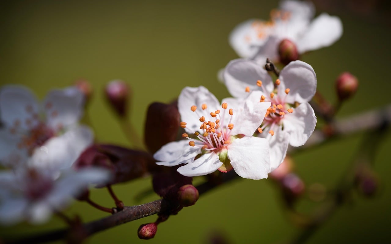 Purple Leaf Plum Flowers Stamen - Free photo on Pixabay