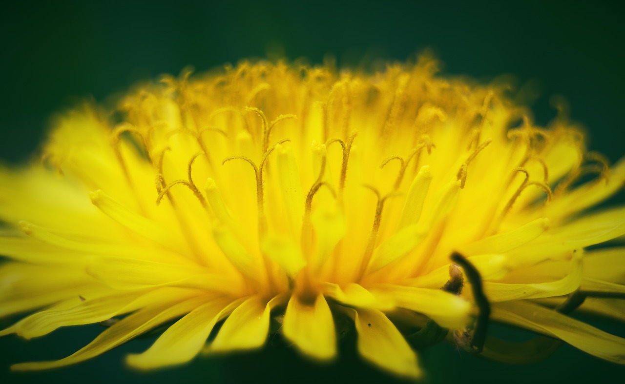 Dandelion Flower Stamen - Free photo on Pixabay