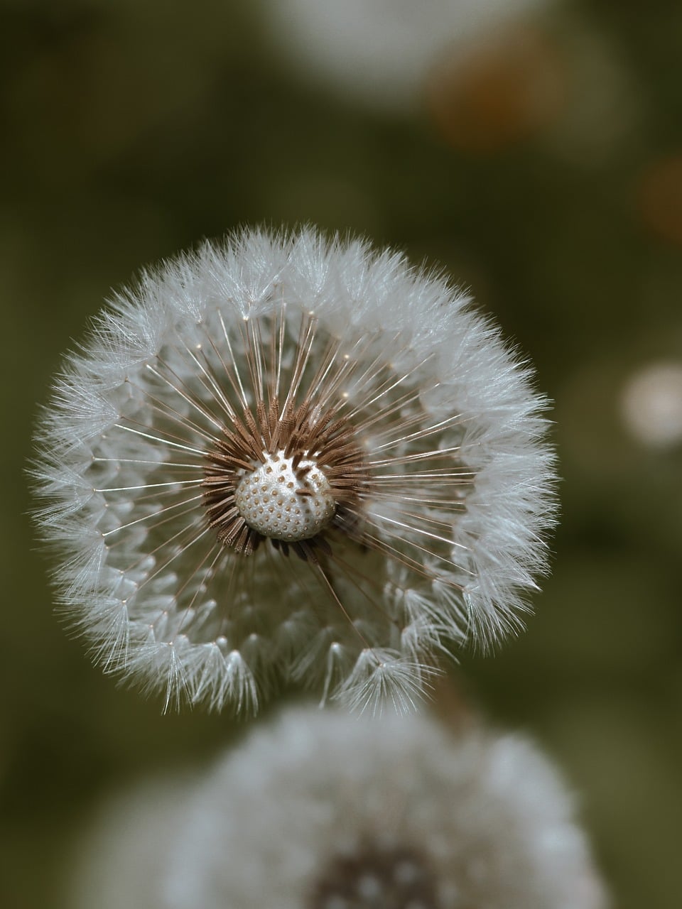Dandelion Nature Plant - Free photo on Pixabay