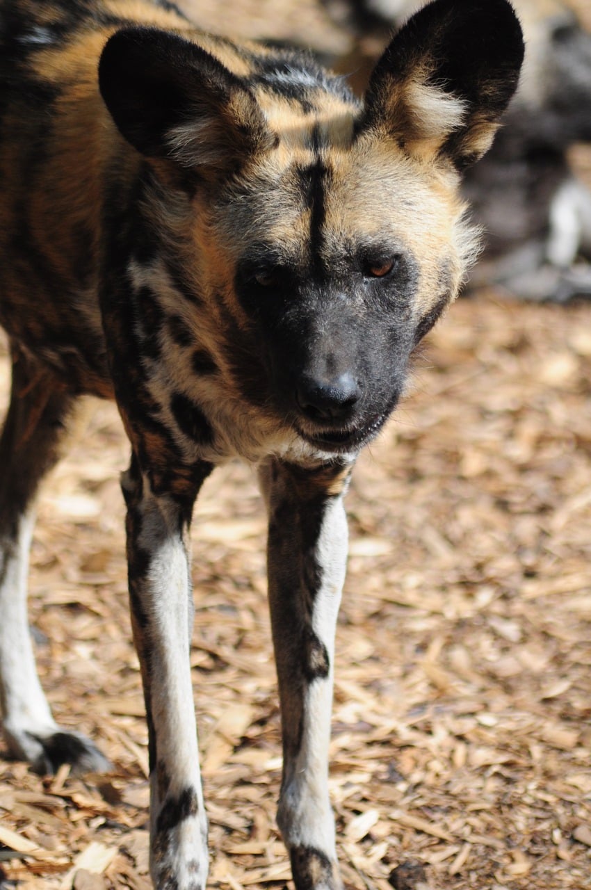 African Wild Dog Painted - Free photo on Pixabay