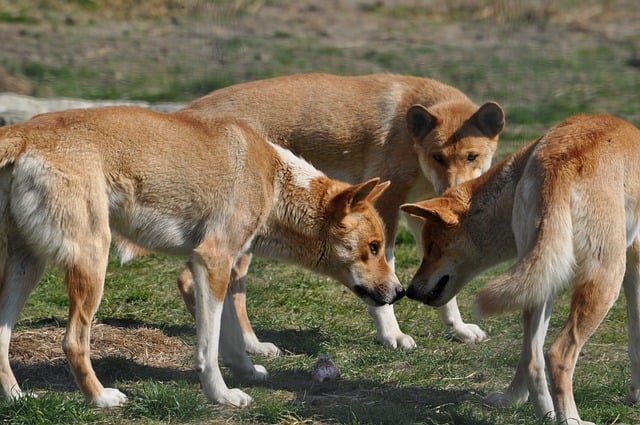 Dingo Wild Dog Australia - Free photo on Pixabay