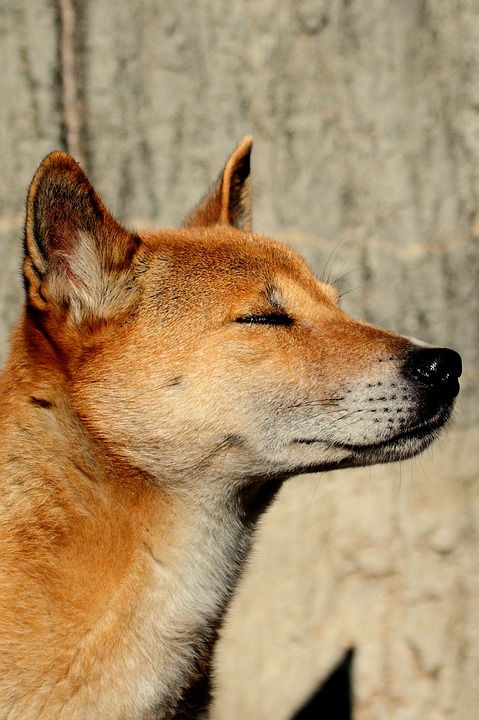 New Guinea Singing Dog - Free photo on Pixabay