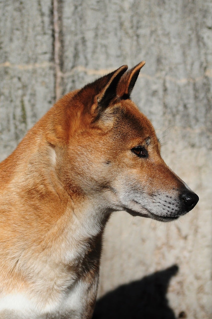 New Guinea Singing Dog - Free photo on Pixabay