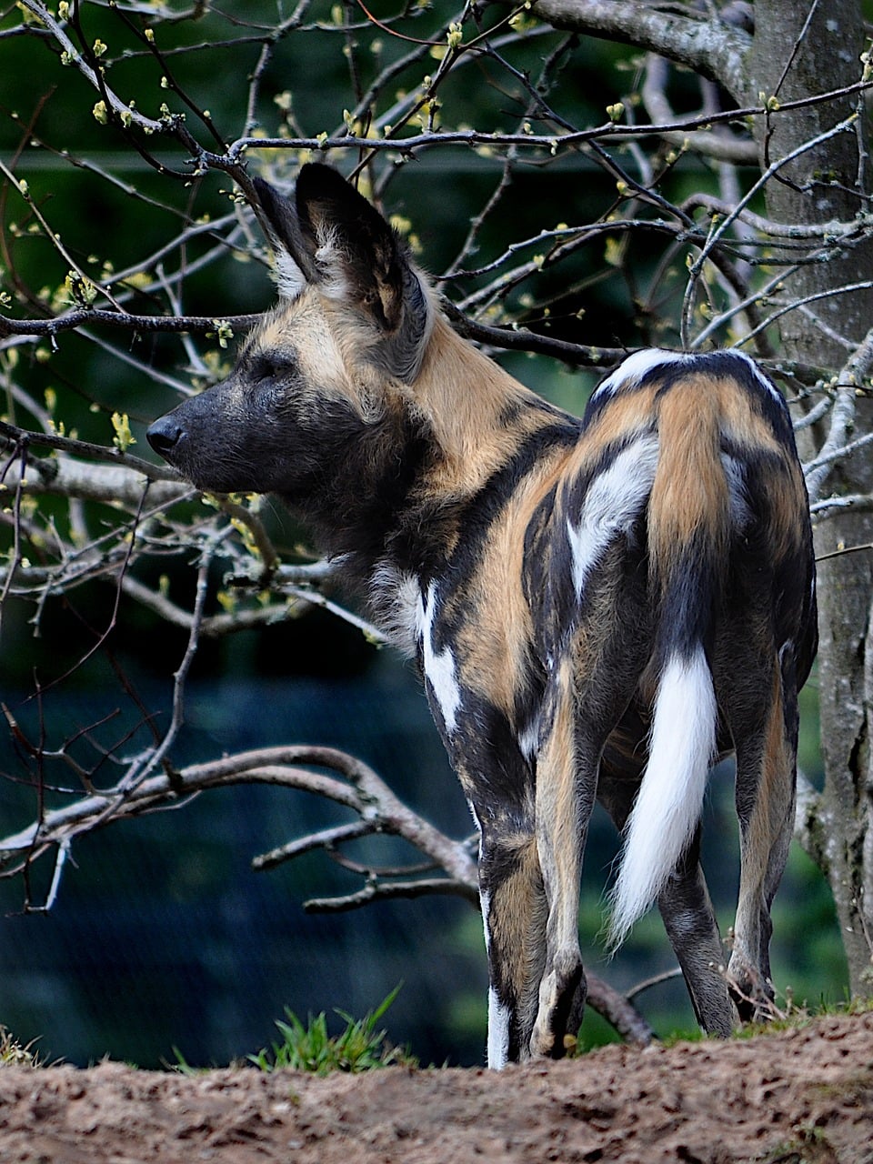 African Wild Dog Painted - Free photo on Pixabay
