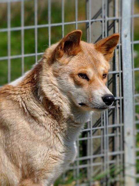 Chien Dingo Australie Faune - Photo gratuite sur Pixabay