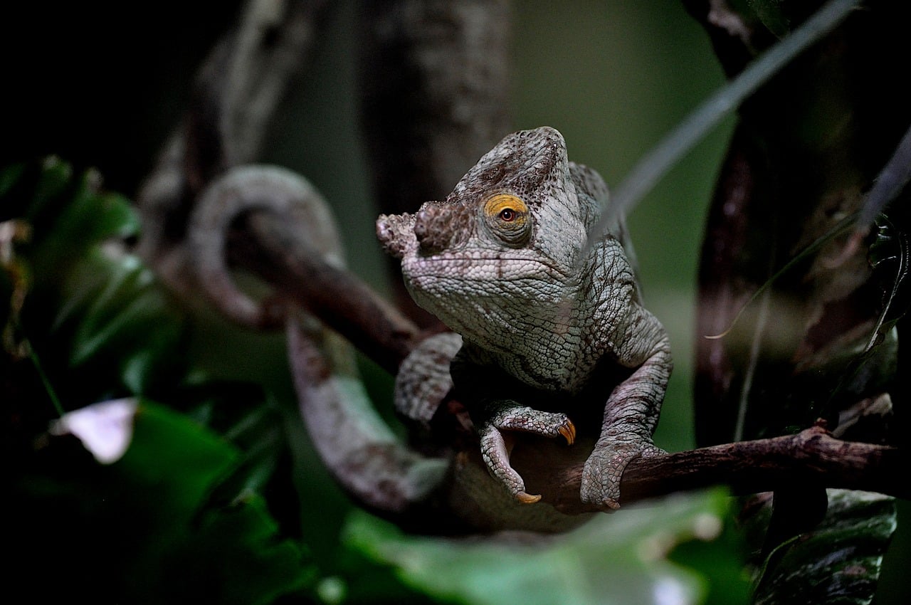 1,000+ Free Chameleon & Reptile Images - Pixabay