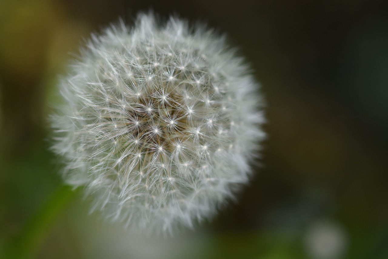 Dandelion Nature Plant - Free photo on Pixabay
