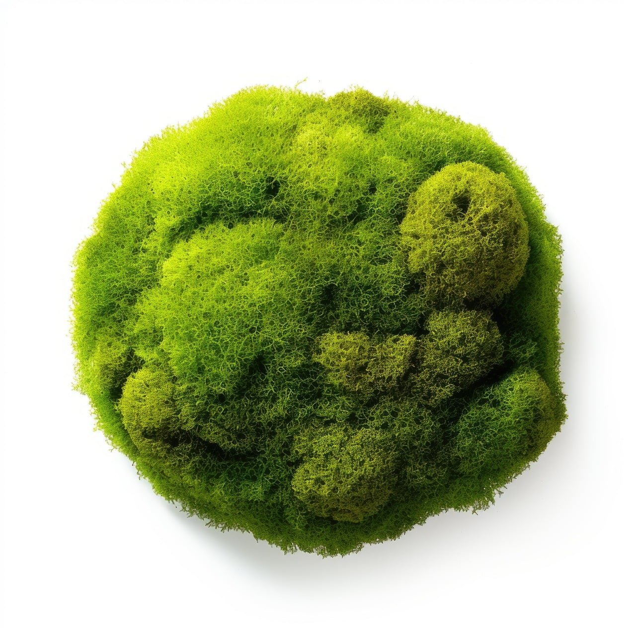 Download Ai Generated, Moss, Fall. Royalty-Free Stock Illustration ...