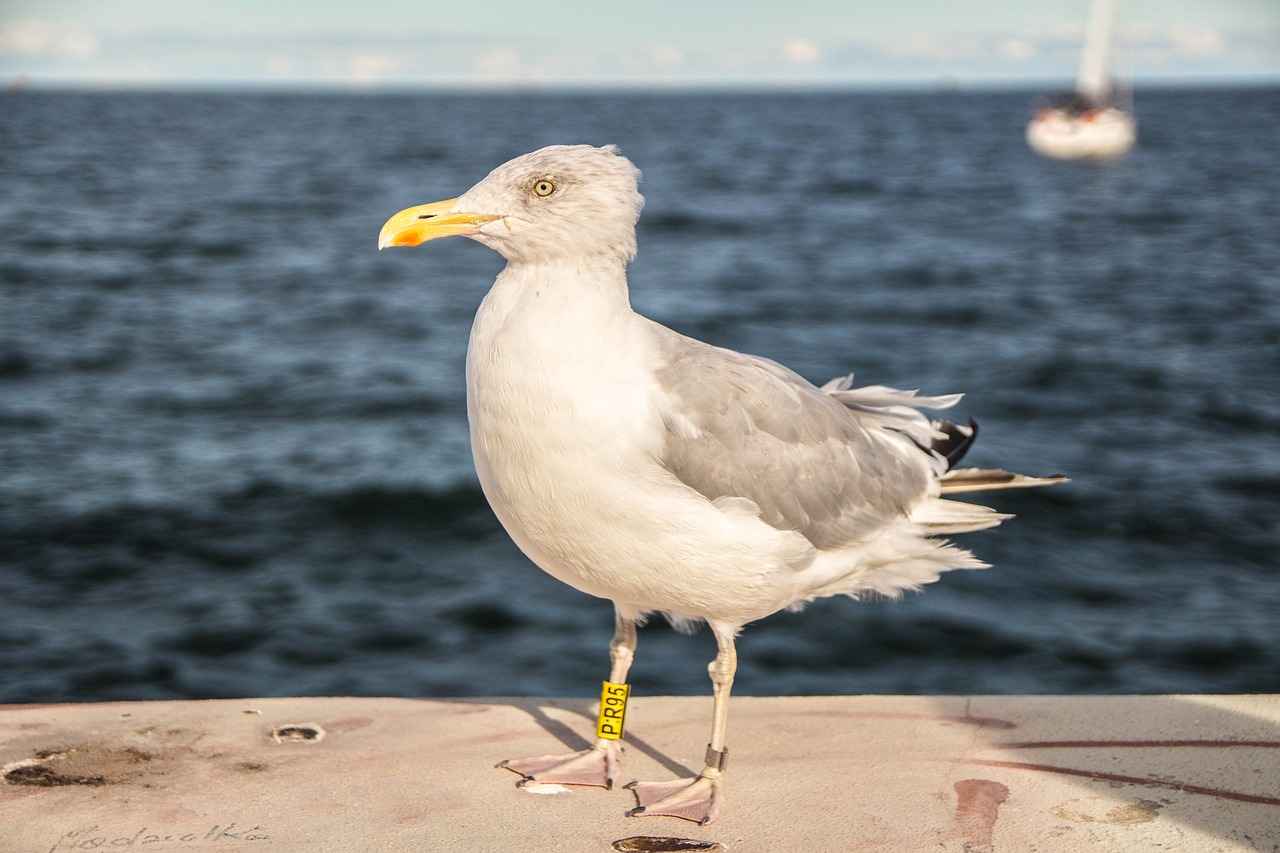 Seagull Mare Natură - Fotografie gratuită pe Pixabay
