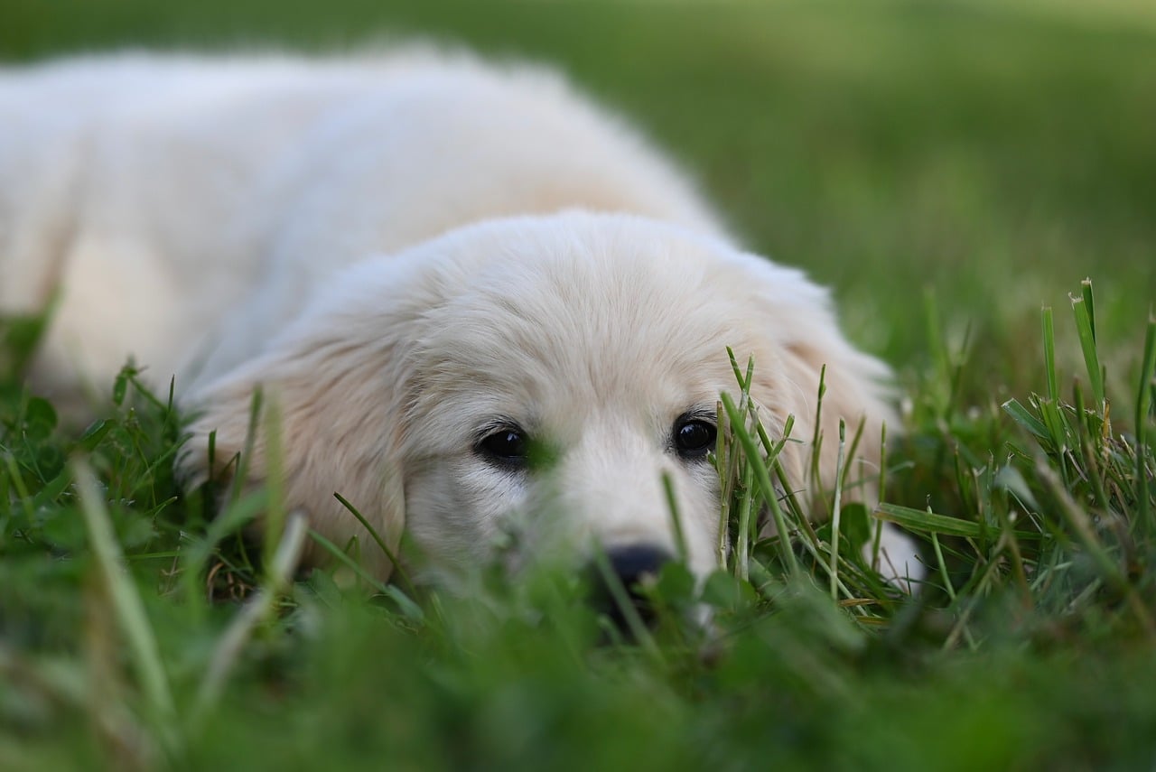 Golden Retriever Amber Blue Dog - Free photo on Pixabay