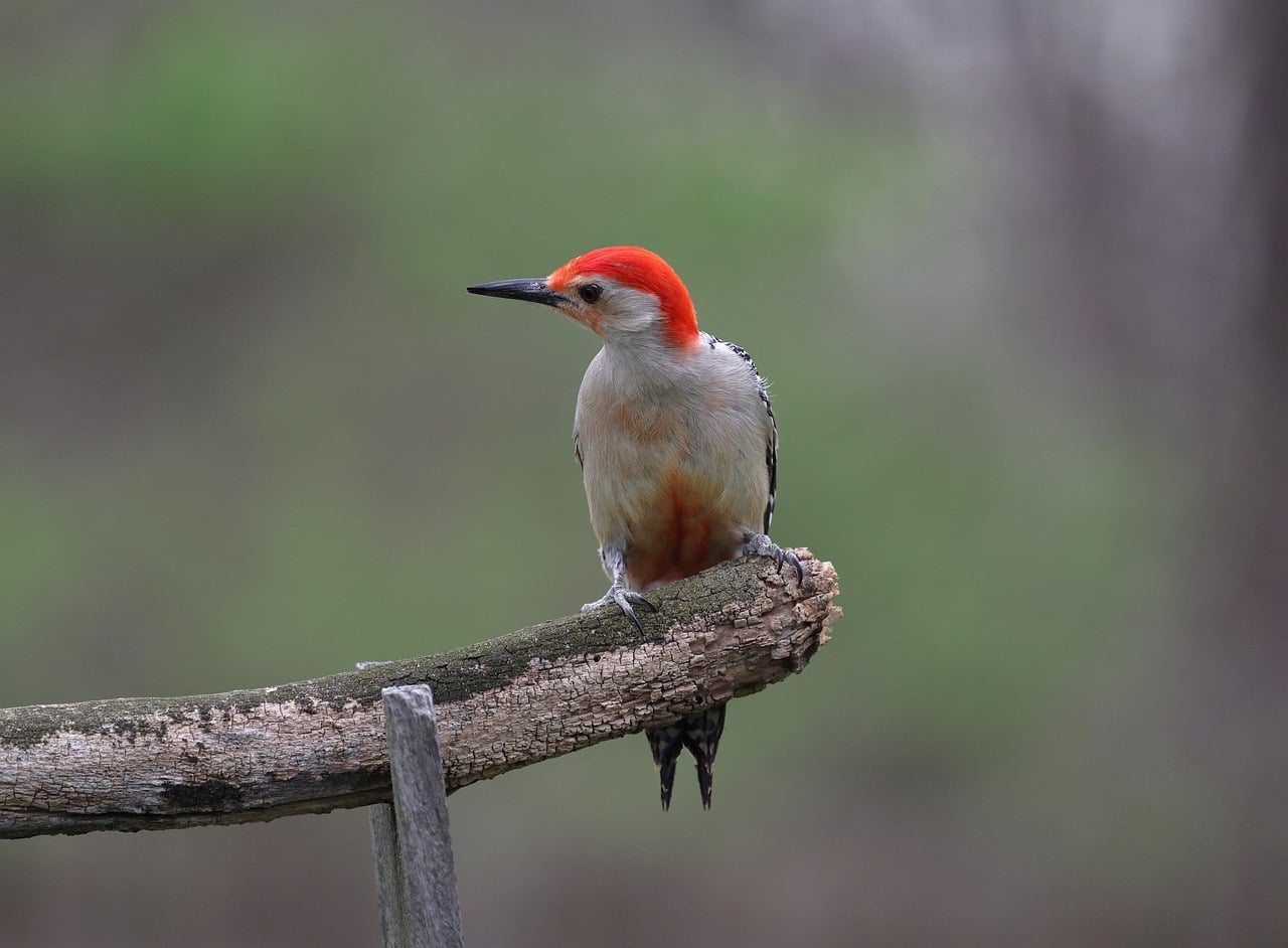 Red-Bellied Woodpecker Bird - Free photo on Pixabay