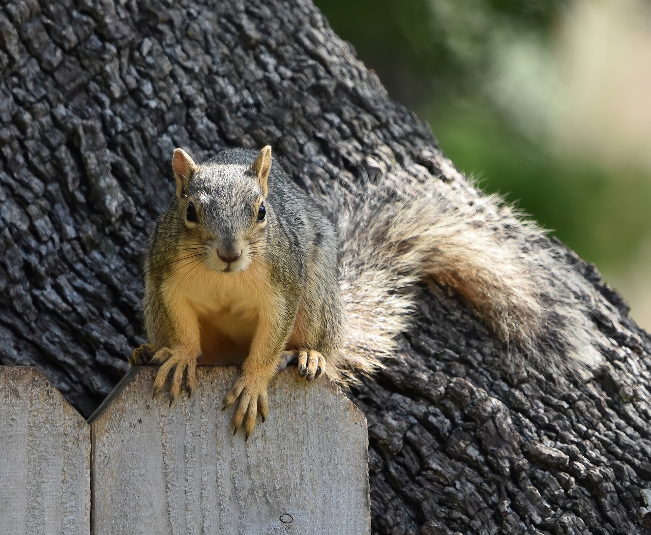 Squirrel Animal Mammal - Free photo on Pixabay