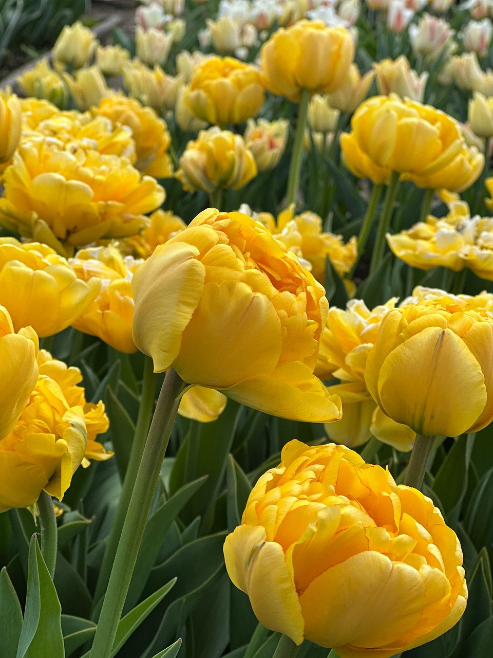 Fleur Jaune Nature Flower - Photo gratuite sur Pixabay