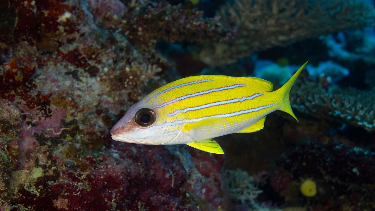 Fiji Underwater Nature - Free photo on Pixabay