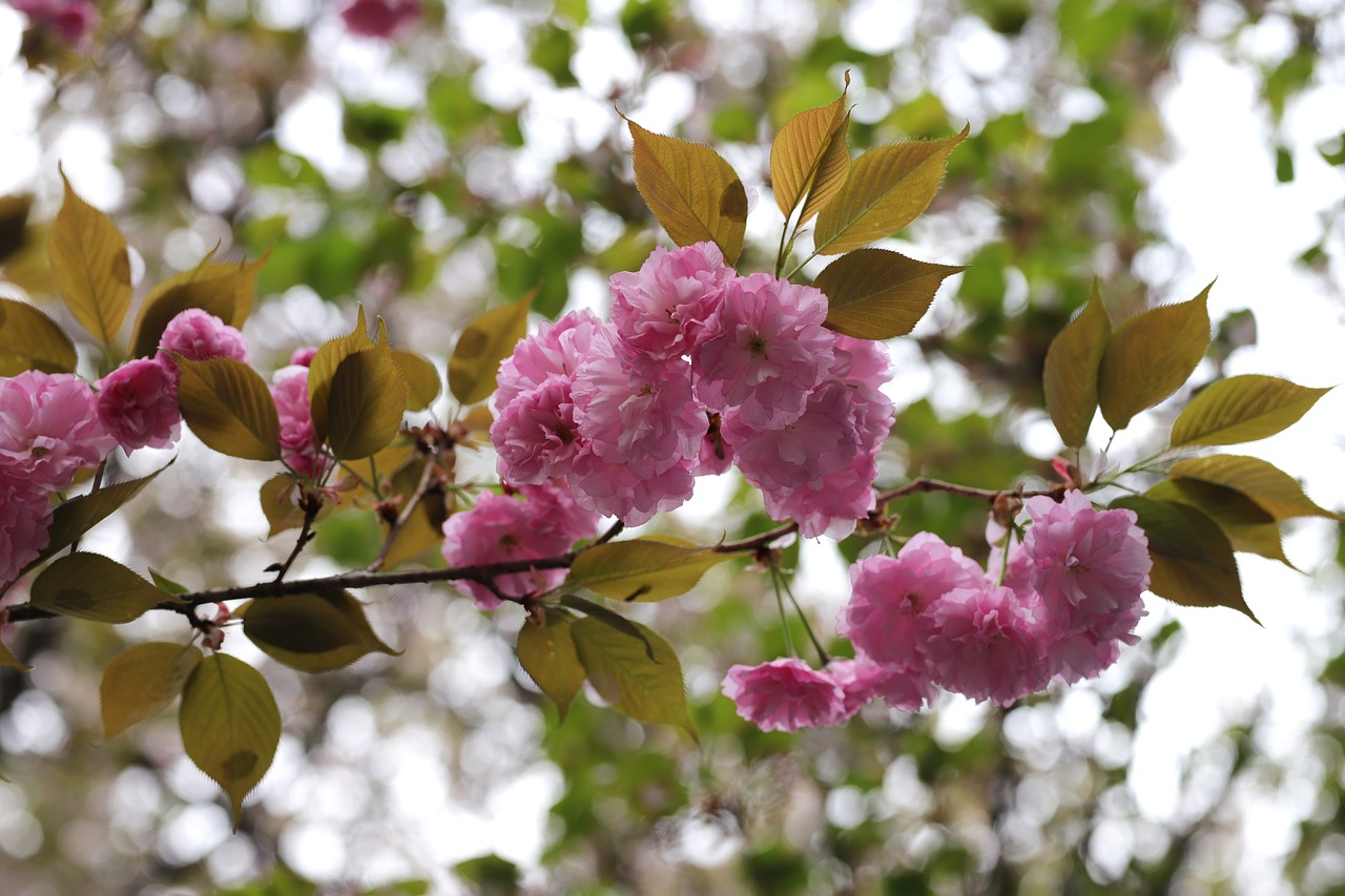 Cherry Blossom Double - Free photo on Pixabay